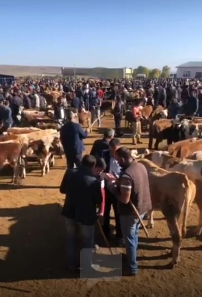 Kars, 2025 Kurban Bayramı'na Hazır: Türkiye'nin Kurbanlık İhtiyacına ...